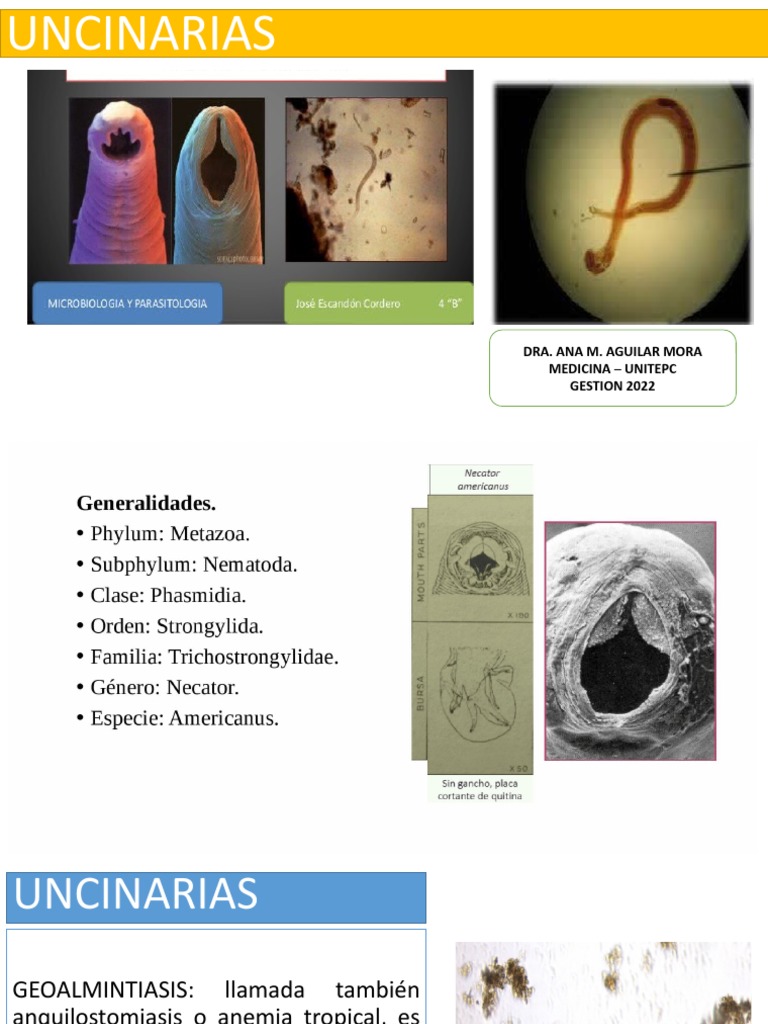 Uncinarias 2P | PDF | Epidemiología | Medicina
