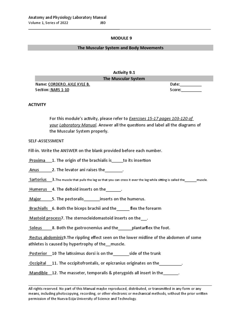 Muscular System Overview and Diagrams | PDF | Human Leg ...
