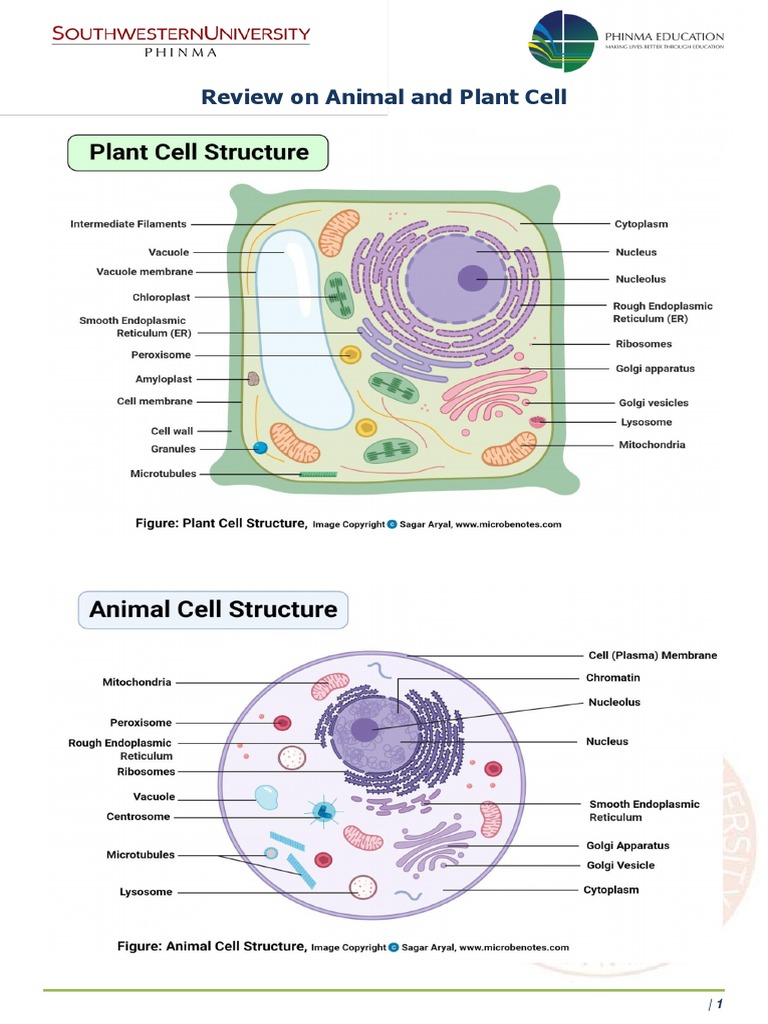 Review On Animal and Plant Cell | PDF | Cell (Biology) | Cytoplasm