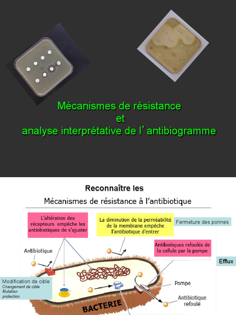 Résistance Bactérienne et Analyse de l'Antibiogramme | PDF | Résistance ...