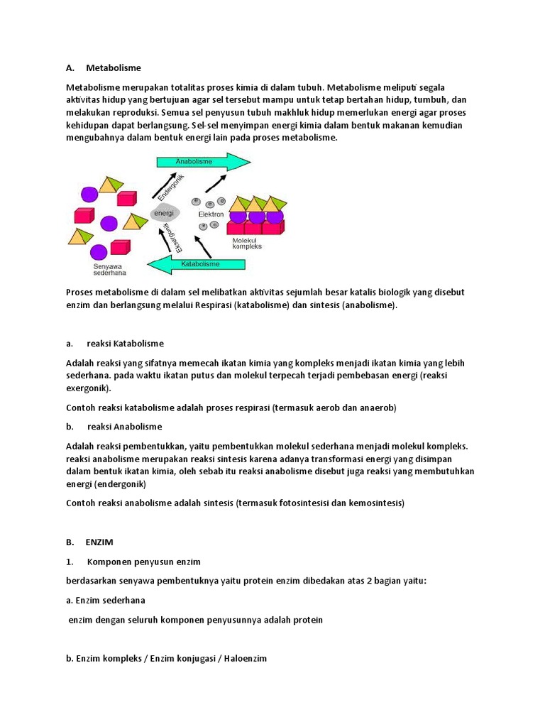 Peran Enzim dalam Metabolisme Sel | PDF