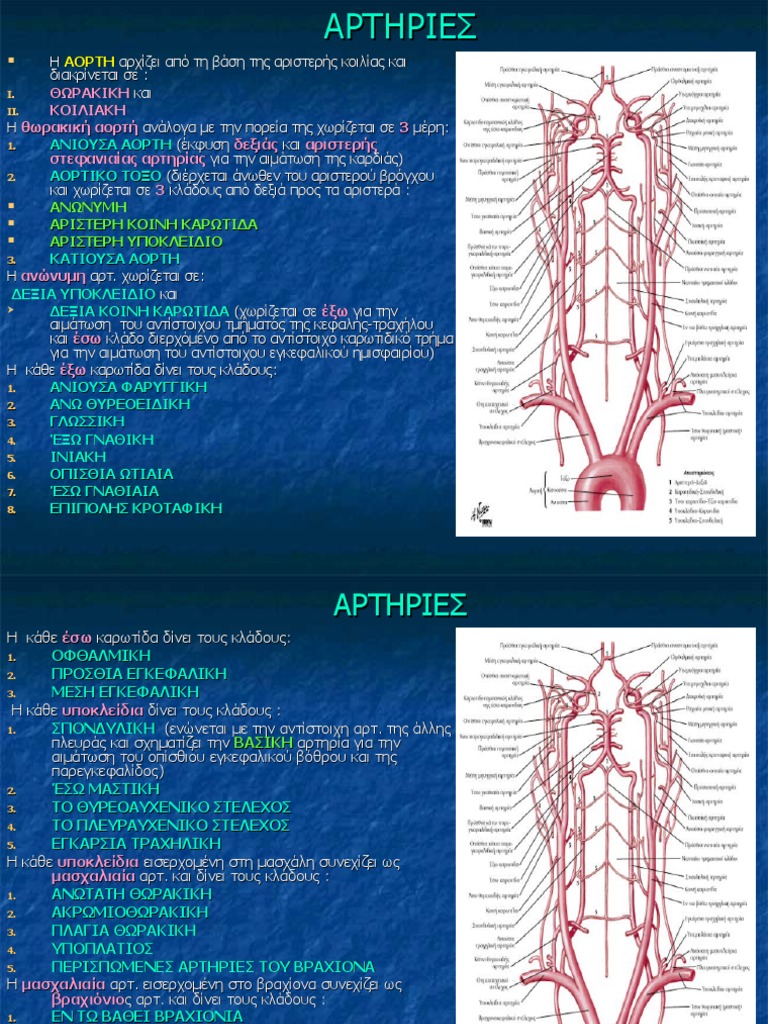 AΡΤΗΡΙΕΣ ΦΛΕΒΕΣ ΛΕΜΦΑΓΓΕΙΑ | PDF