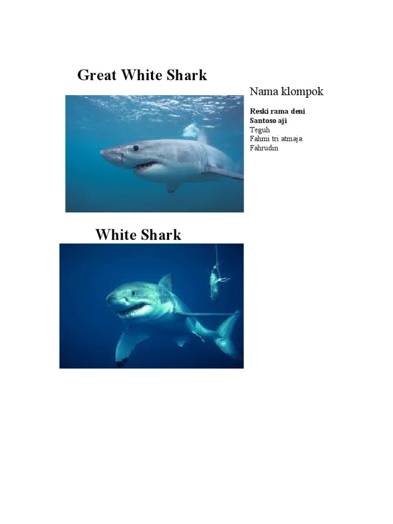 Great White Shark | PDF