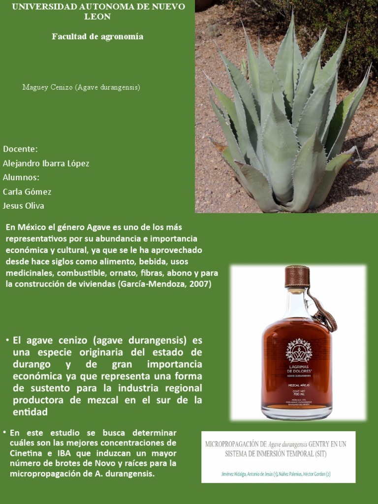 Agave | PDF | Plantas | Agricultura