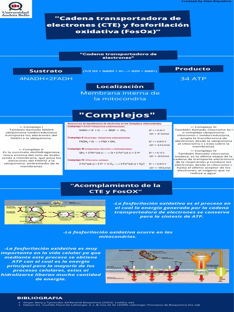 Infografia 3 - Riquelme | PDF | Cadena de transporte de electrones | Trifosfato de adenosina