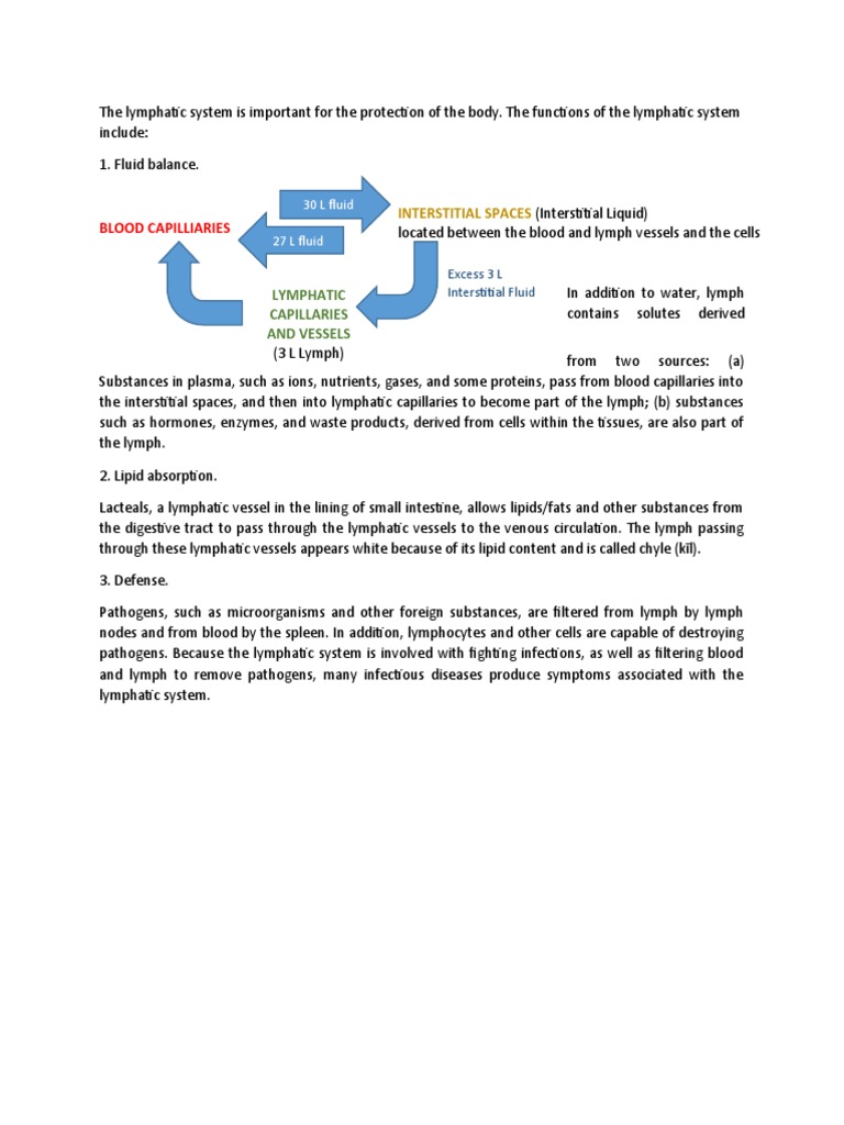 Lymphatic System Review | PDF