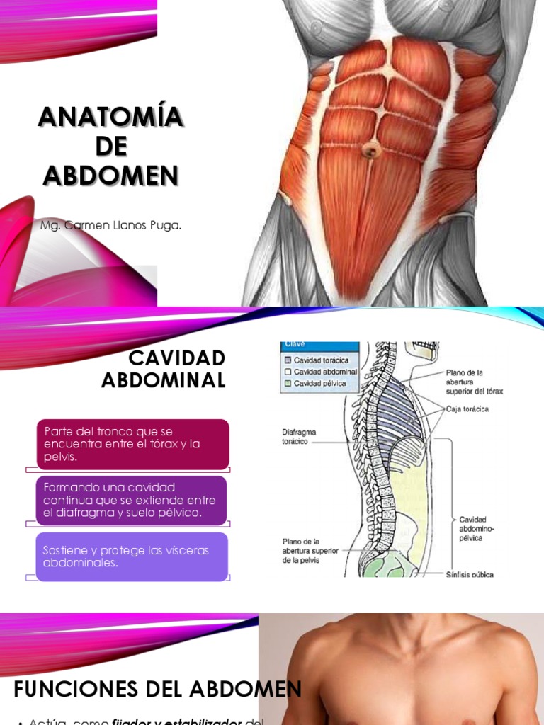 Anatomía de Abdomen | PDF | Abdomen | Pelvis