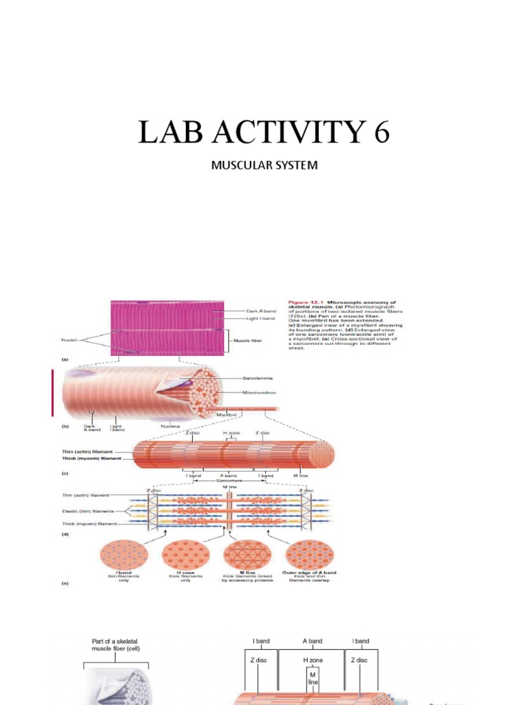 Muscular System | PDF