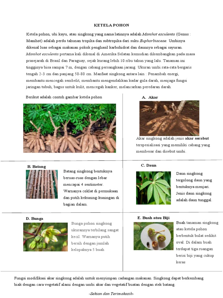 Ketela Pohon | PDF