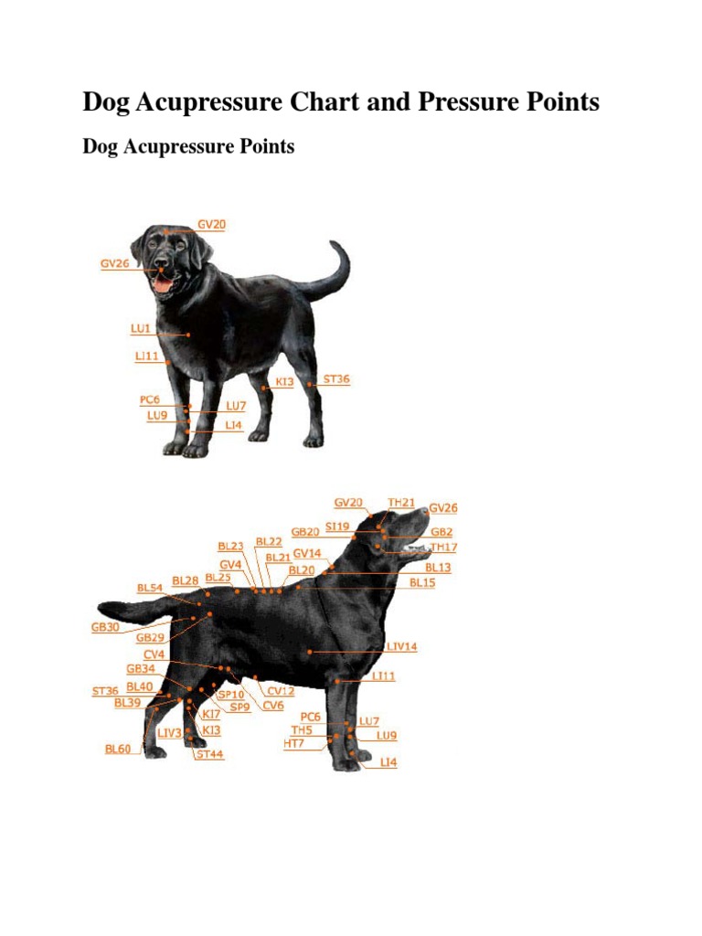 Dog Acupressure Chart and Pressure Points | PDF | Abdomen | Foot
