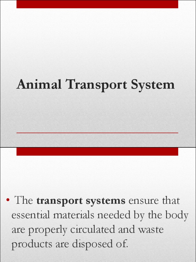 Animal Transport System 1 | PDF | Blood | Circulatory System