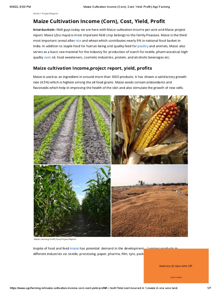Maize Cultivation Income (Corn), Cost, Yield, Profit - Agri Farming | PDF | Agriculture | Maize