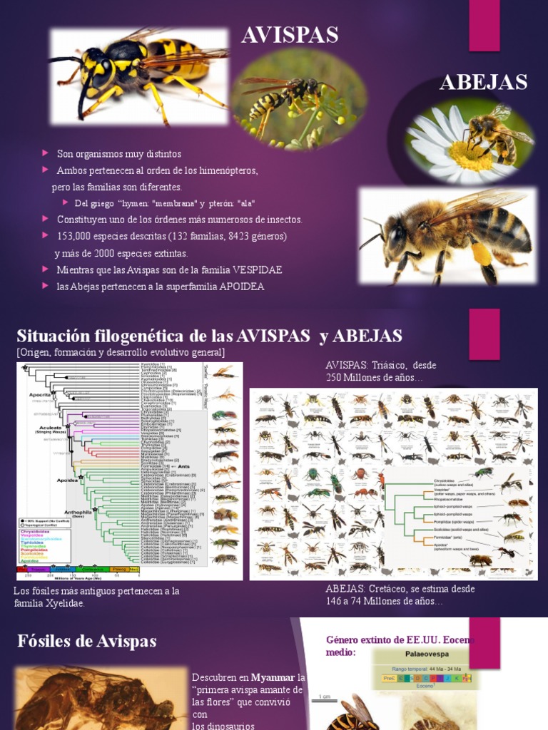 Avejas - Avispas | PDF | Western Honey Bee | Miel