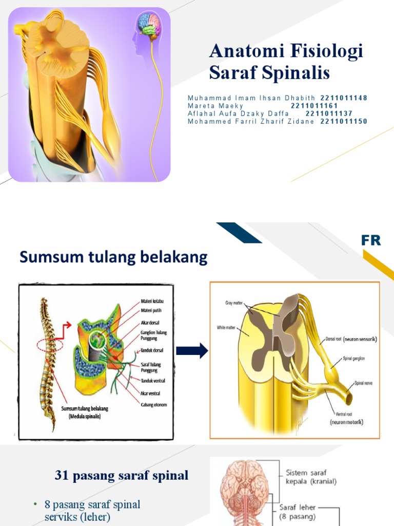 Anatomi Fisiologi Saraf Spinalis | PDF