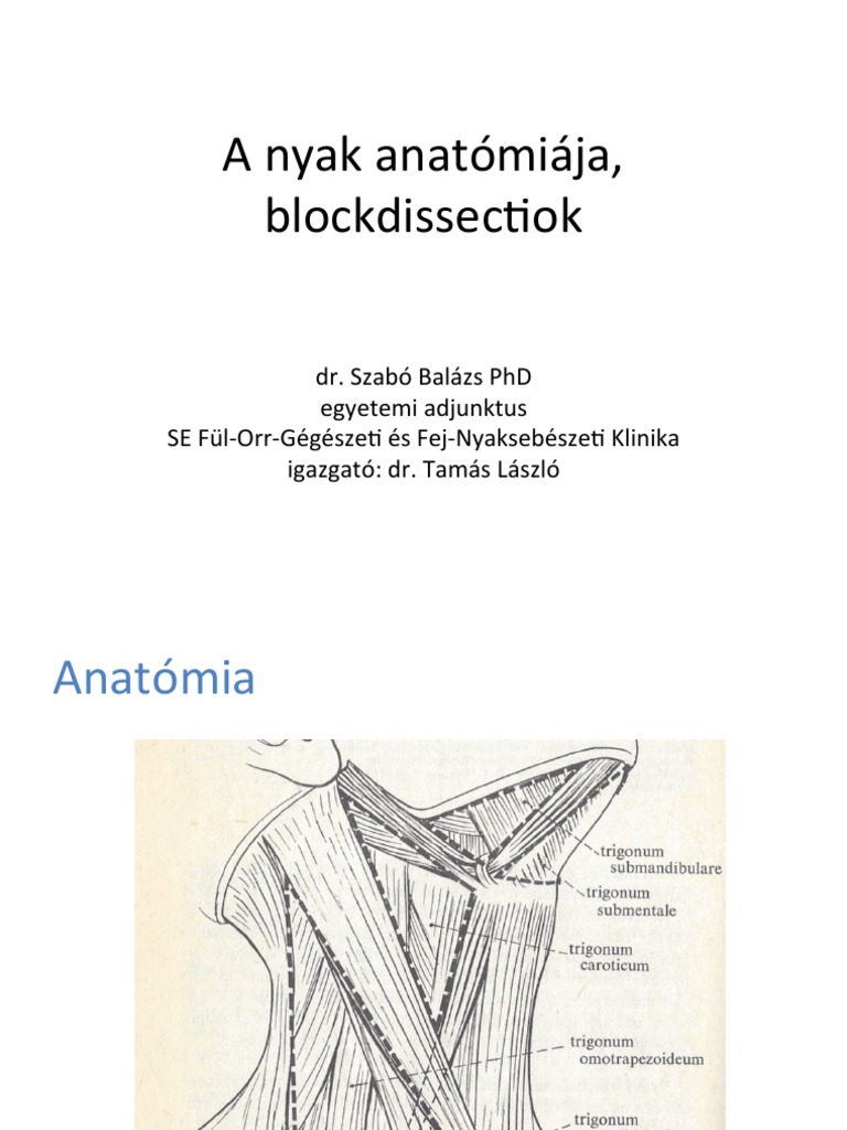 A Nyaki Anatómiája Szabó B | PDF