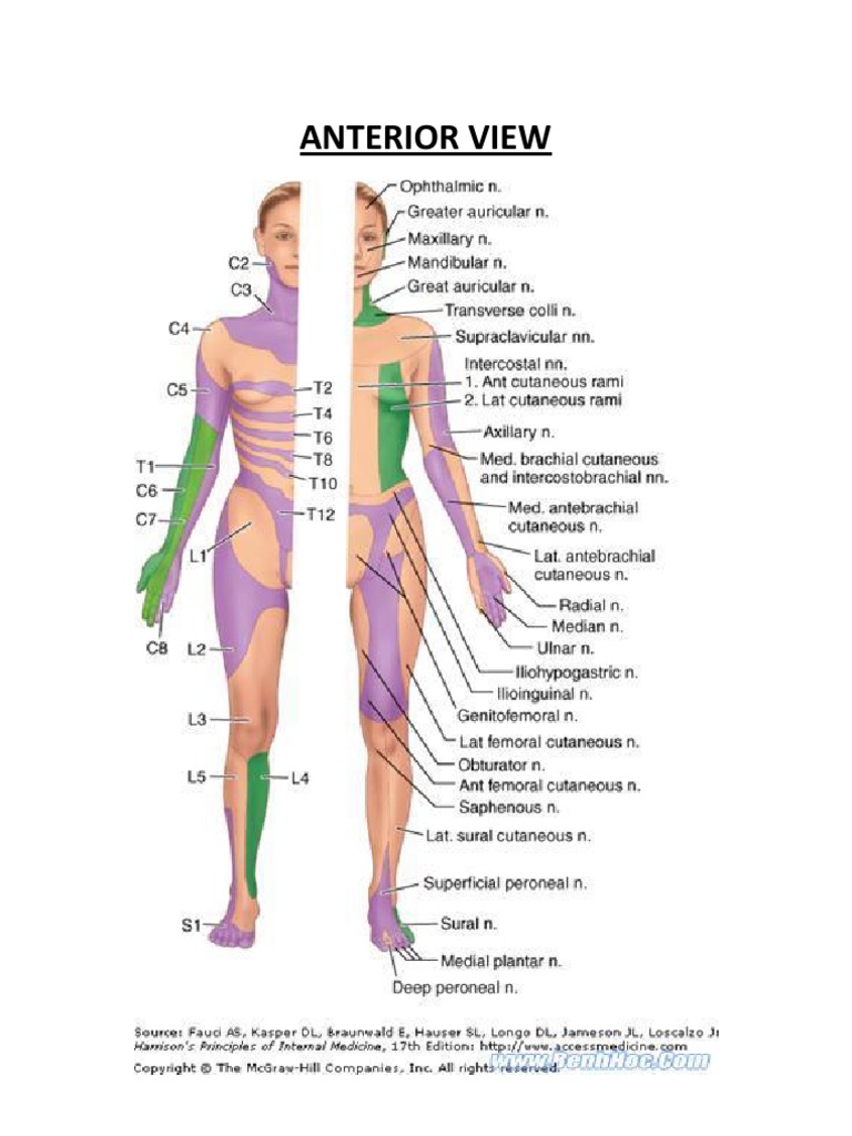 Dermatome Map | PDF