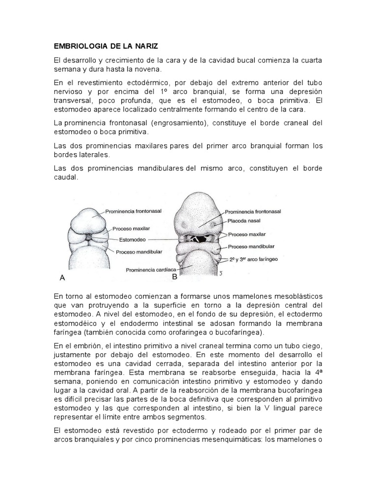 Desarrollo Embriológico Nasal | PDF | Rinología | Anatomía