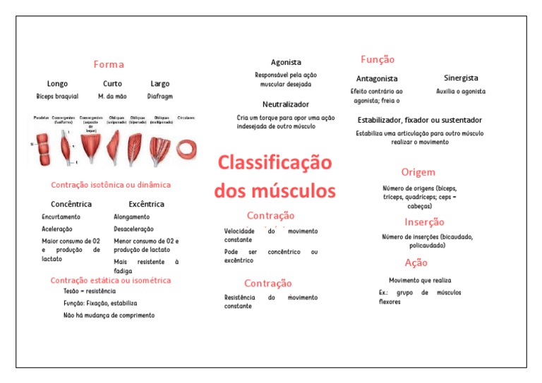 Classificação Dos Músculos | PDF | Músculo esquelético | Anatomia humana