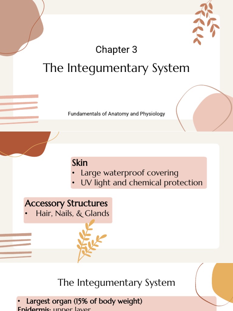 Human AnaPhy C3 - The Integumentary System | PDF | Epidermis | Skin