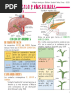 Anatomía y Fisiología Anorectal | PDF | Recto | Sistema digestivo