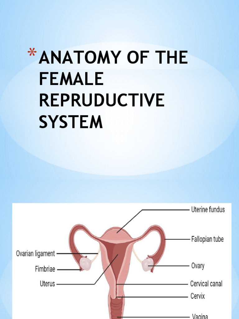 Anatomy of The Female Repruductive System | PDF