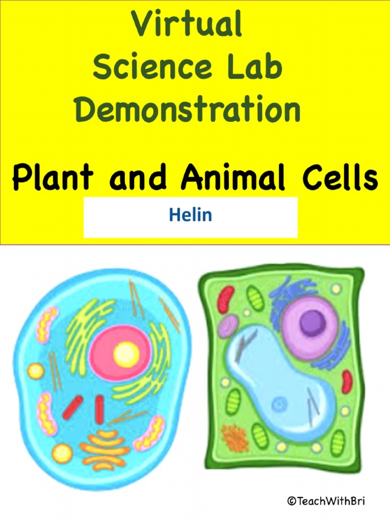Student - Plant & Animal Cell Lab | PDF | Language Arts & Discipline