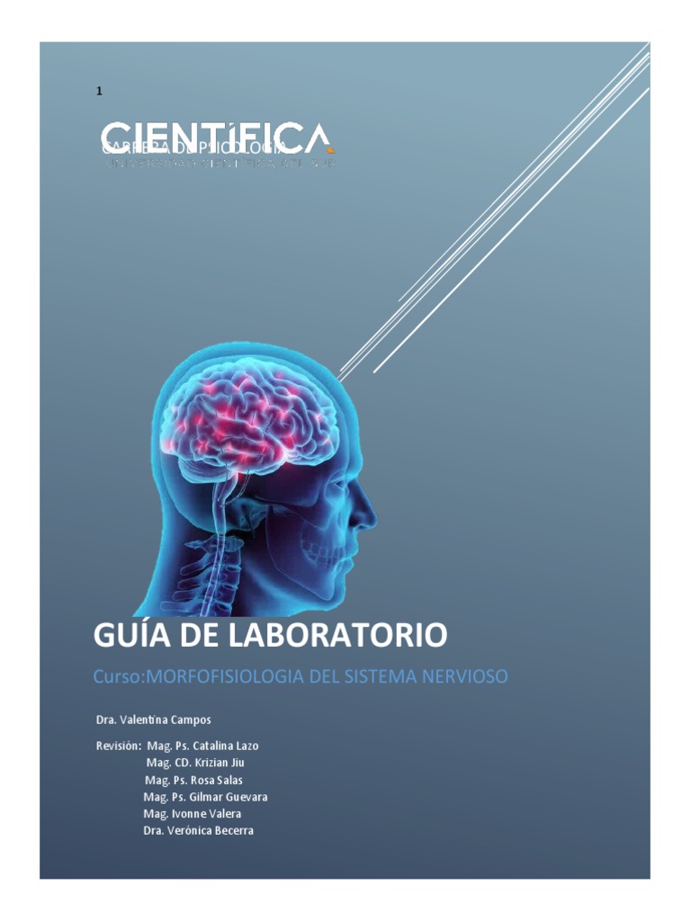 Guia de Practica Morfofisiologia Del Sistema Nervioso | PDF | Neuroanatomía | Cráneo