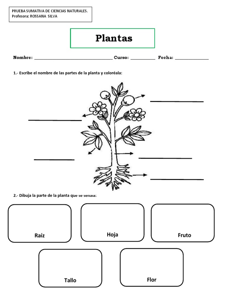 PRUEBA Plantas 1° Basico | PDF | Ciencia y matemáticas | Tecnología