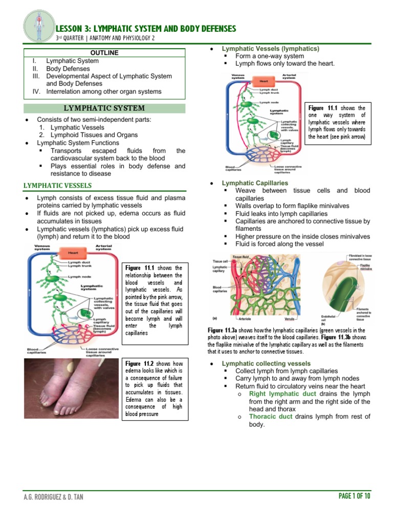 Lesson 3 Lymphatic System and Body Defenses | PDF | Lymphatic System ...