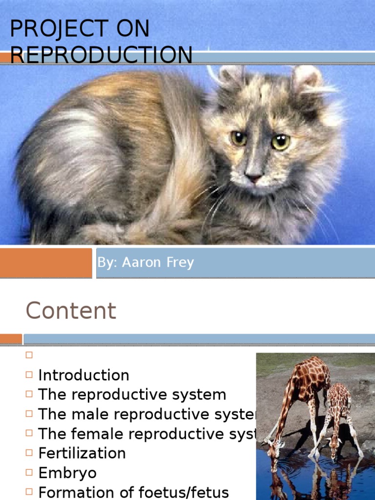 Understanding Human Reproduction Basics | PDF | Menstrual Cycle ...