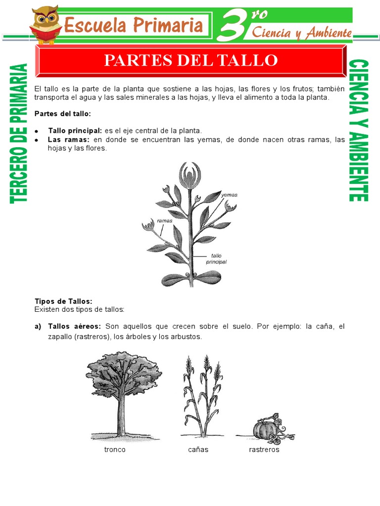 Tipos y partes del tallo en plantas | PDF | Tallo de la planta | Ramas ...