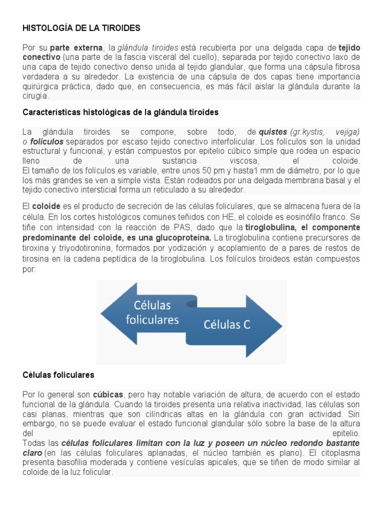 HISTOLOGÍA DE LA TIROIDES, Paratiroides y Suprarrenales | PDF | Glucocorticoides | Glándula ...