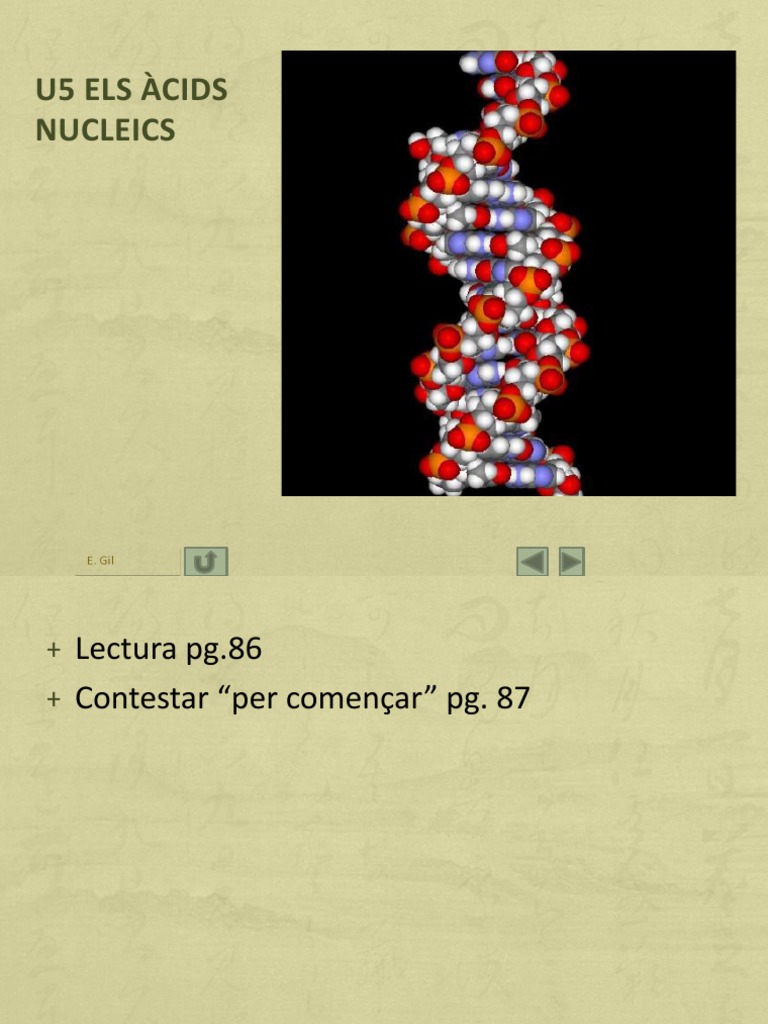 U5 Àcids Nucleïcs | PDF