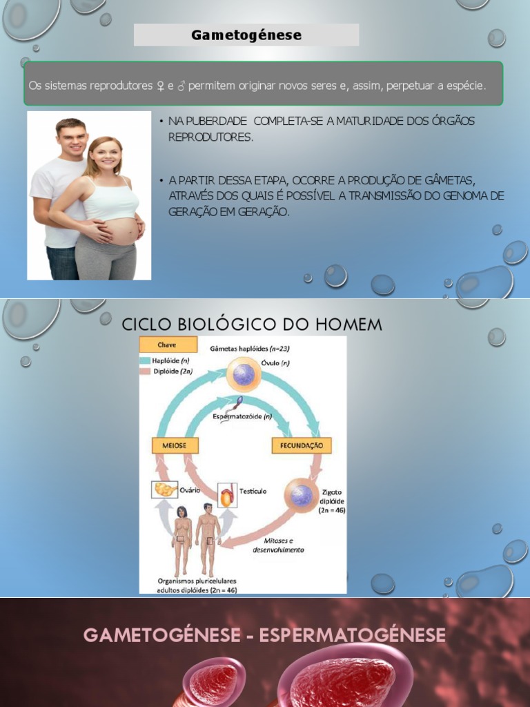 Gametogênese: Espermatozoides e Óvulos | PDF | Reprodução | Processos ...