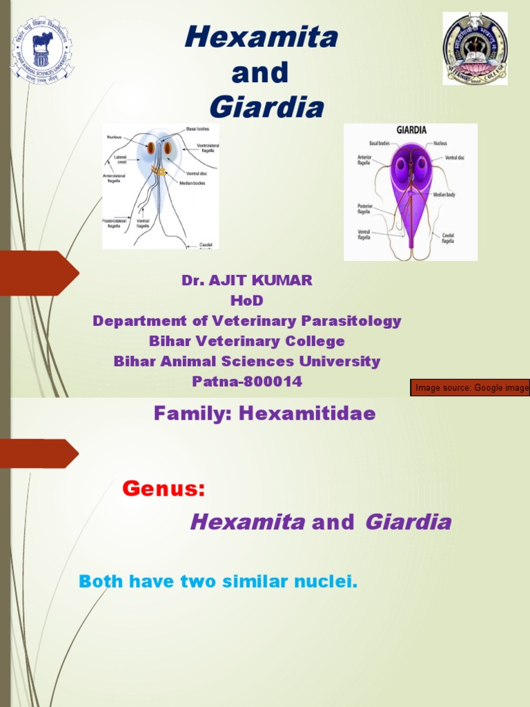 Hexamita Giardia | PDF | Medical Specialties | Immunology