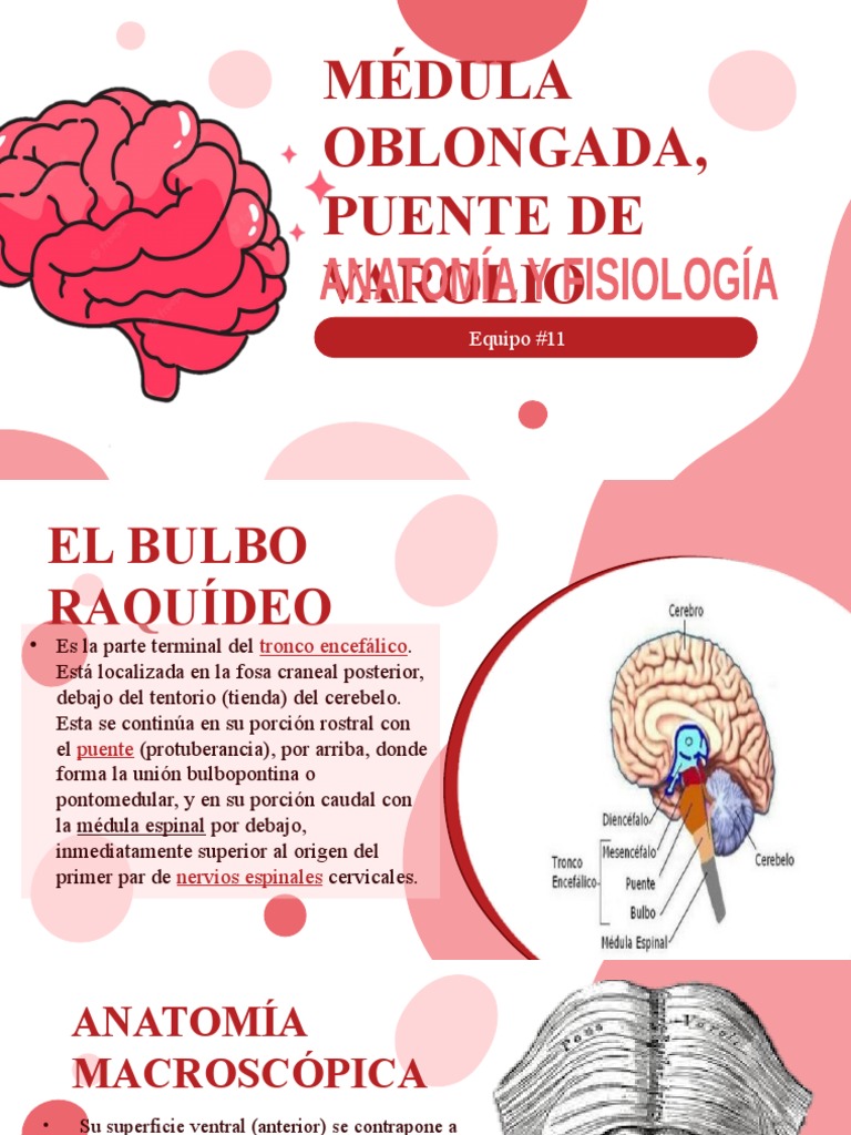 Anatomía y función del bulbo raquídeo y el puente de Varolio | PDF ...