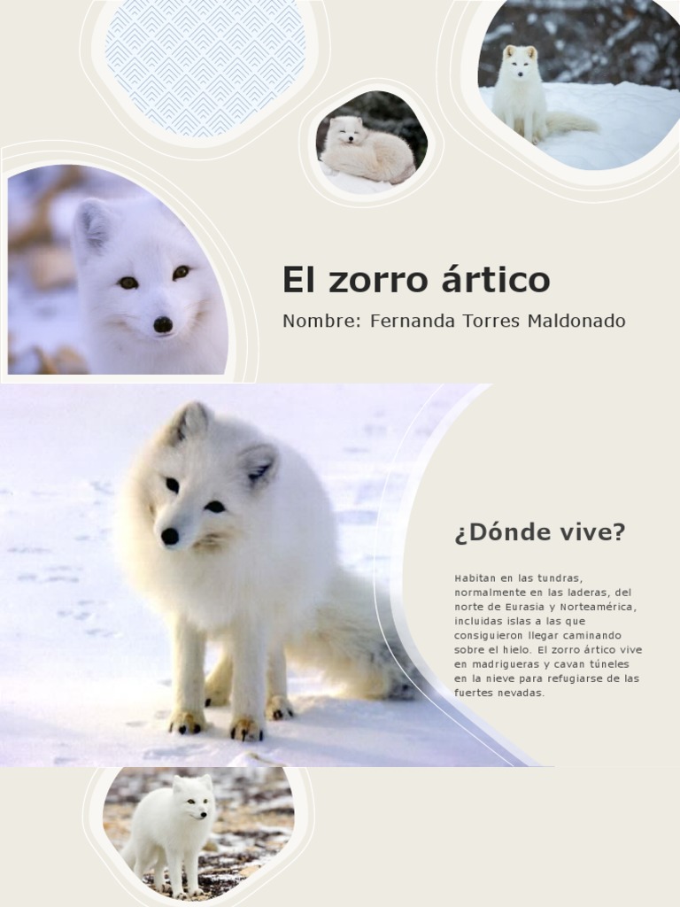 Datos esenciales sobre el zorro ártico | PDF