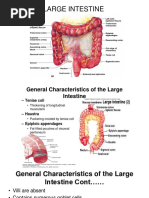 Anatomy of Colon and Rectum Cancer | PDF | Large Intestine ...