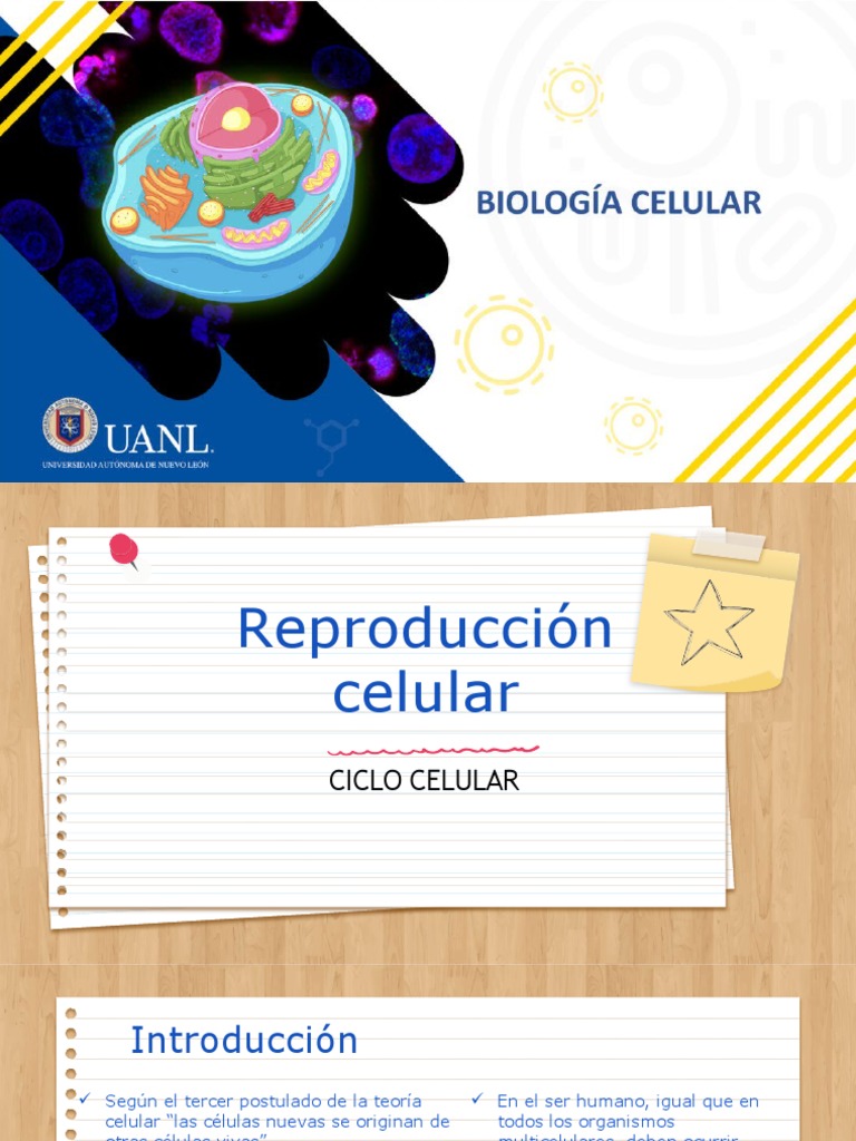 FASE 3. Ciclo Celular | PDF | Ciclo celular | Mitosis
