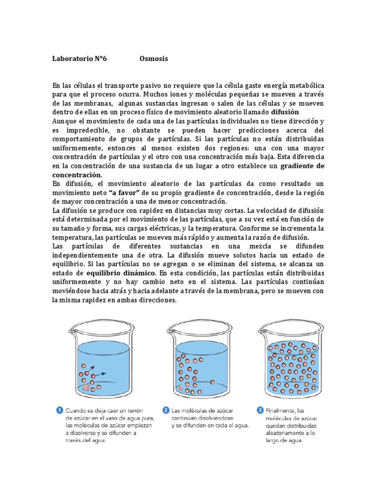 Difusión, Ósmosis y Diálisis en Células | PDF | Ósmosis | Concentración