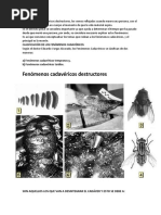 Fase Cromatica, Enfisematosa, Licuefactiva, Esqueletización y ...