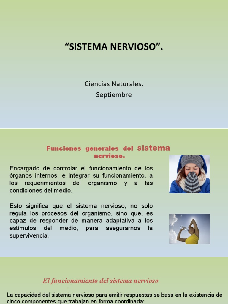 Sistema Nervioso | PDF | Sistema nervioso | Cerebro