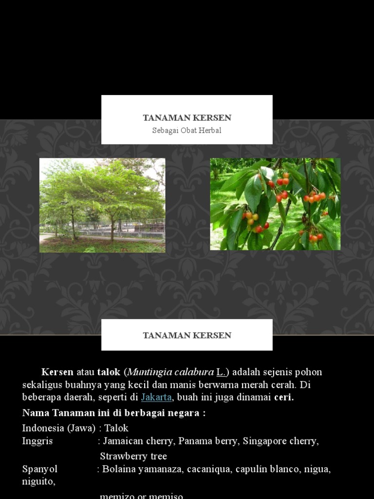 Tanaman Kersen klp.1 | PDF