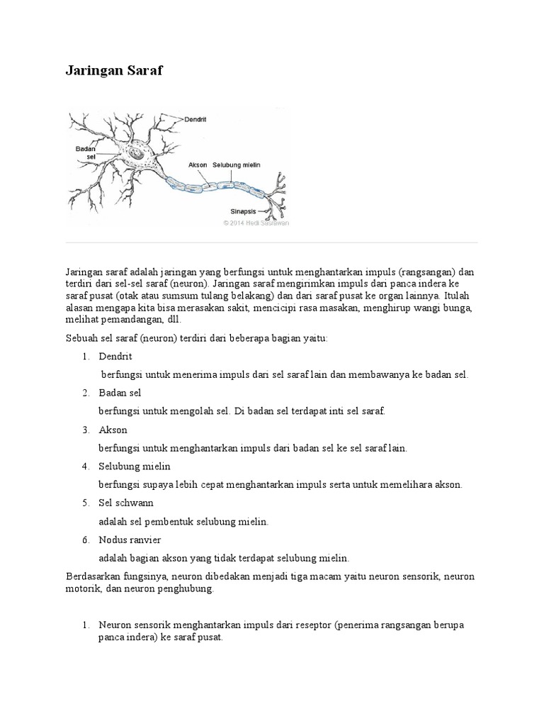 Dasar Jaringan Saraf dan Fungsinya | PDF