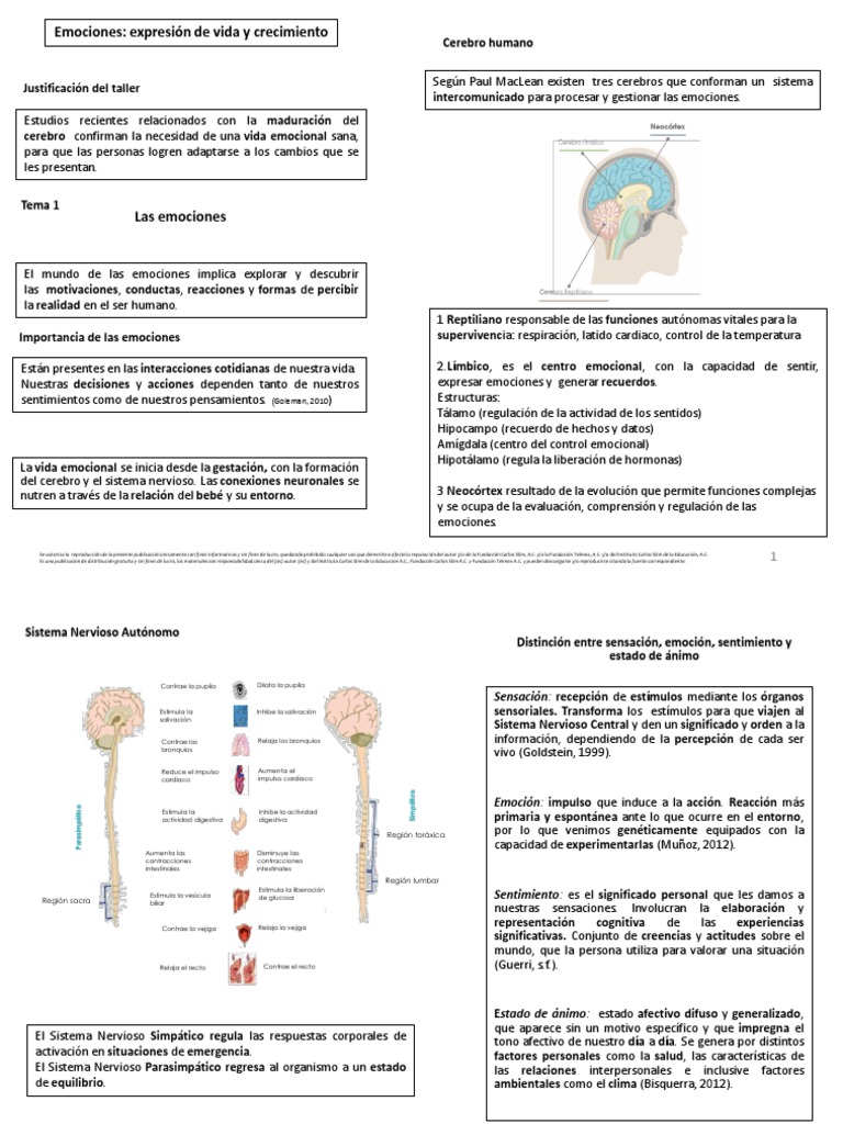 Mis Emociones Pdf Las Emociones Cerebro
