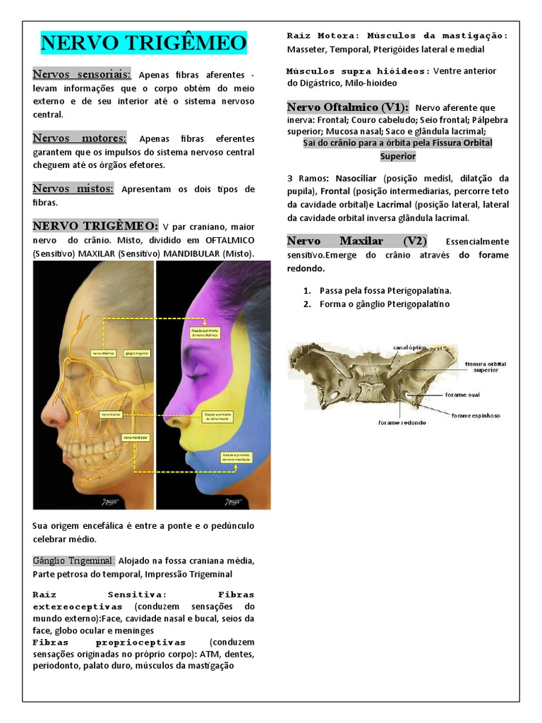 Nervo Trigêmeo | PDF | Anatomia humana | Cabeça e pescoço humano