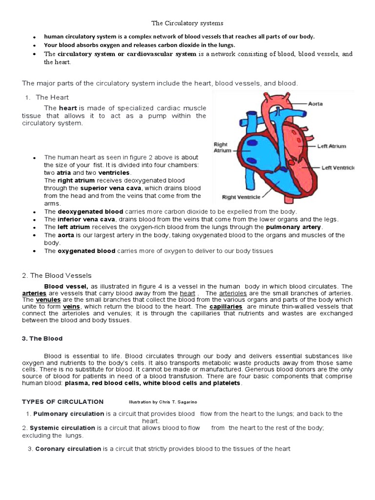 Circulatory System Explained For Kids