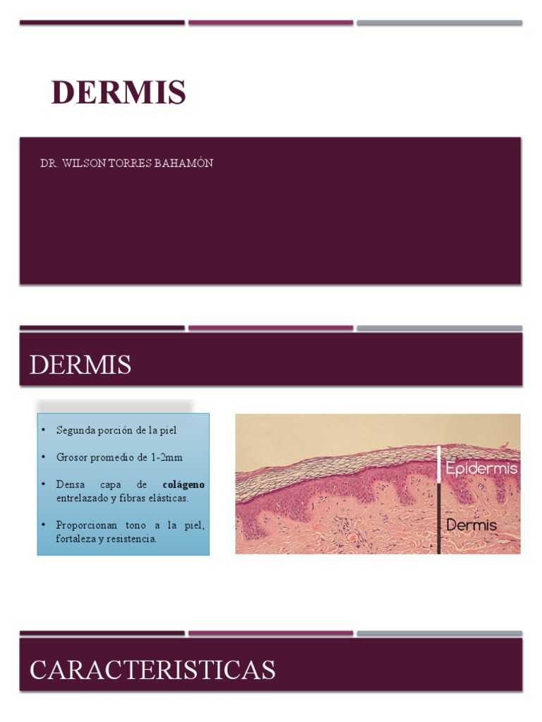 1 SEMESTRE TEMA 7 Dermis | PDF | Piel | Tejido conectivo