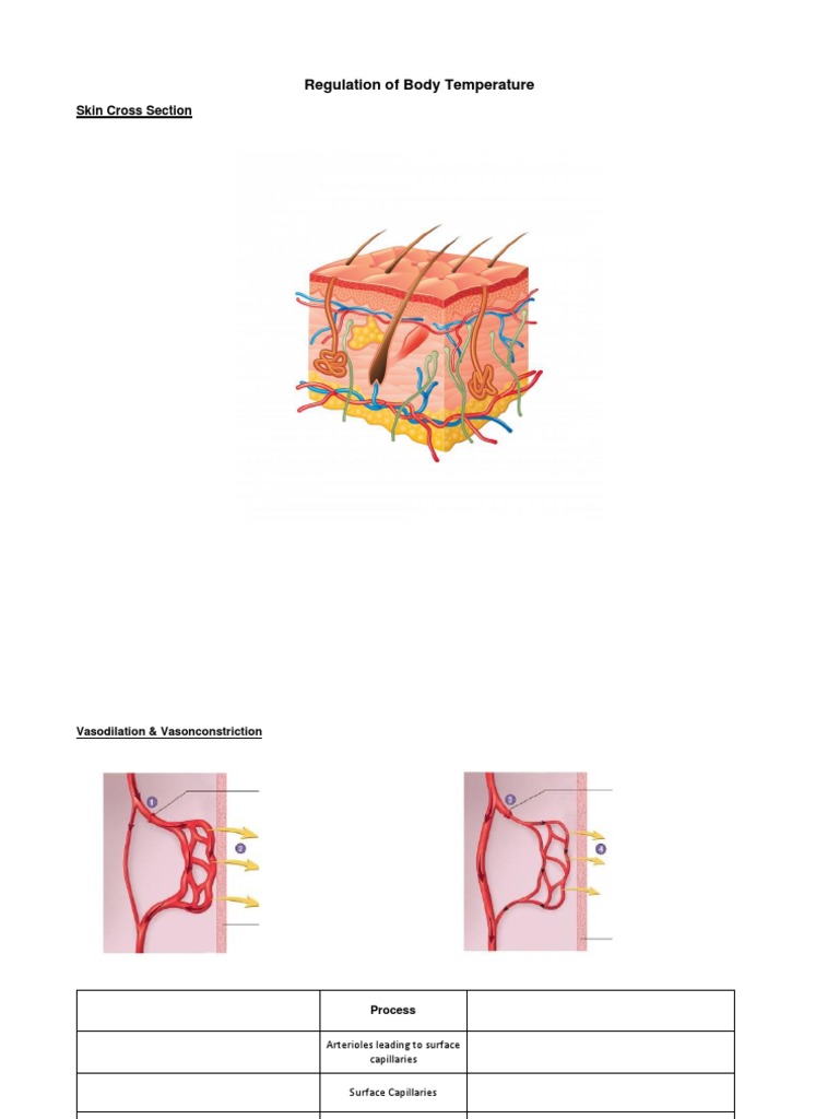Regulation of Body Temperature Worksheet | PDF | Home & Garden