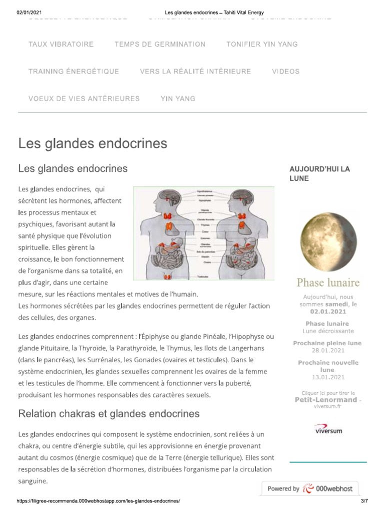 Les Glandes Endocrines | PDF